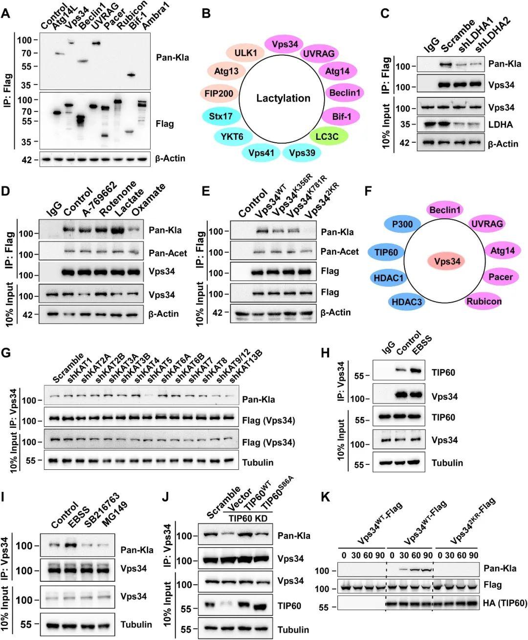 Sci Adv | 华东理工大学团队报道Vps34乳酸化修饰调控细胞自噬 - 知乎