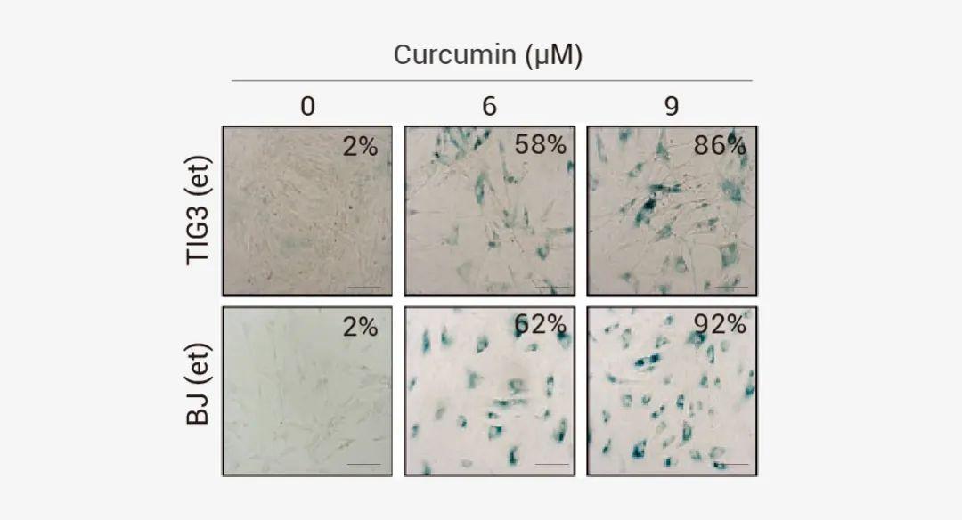 细胞衰老标志物及检测方法! | MedChemExpress - 知乎