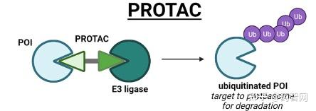 从PROTAC到RIPTAC，是挑战，也是机会？ - 知乎