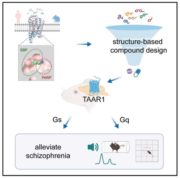 Cell：孙金鹏/邵振华/李乾/王越团队开发治疗精神分裂症的TAAR1靶向新药物 - 知乎