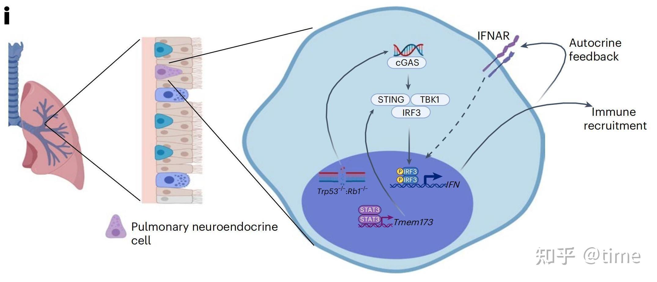 文献分享 | Nature Immunology：STAT3-STING-IFN轴控制小细胞肺癌的转移扩散 - 知乎