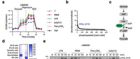 Nature子刊丨模式识别受体激活后，PFKL 的磷酸化调节巨噬细胞的代谢重编程 - 知乎