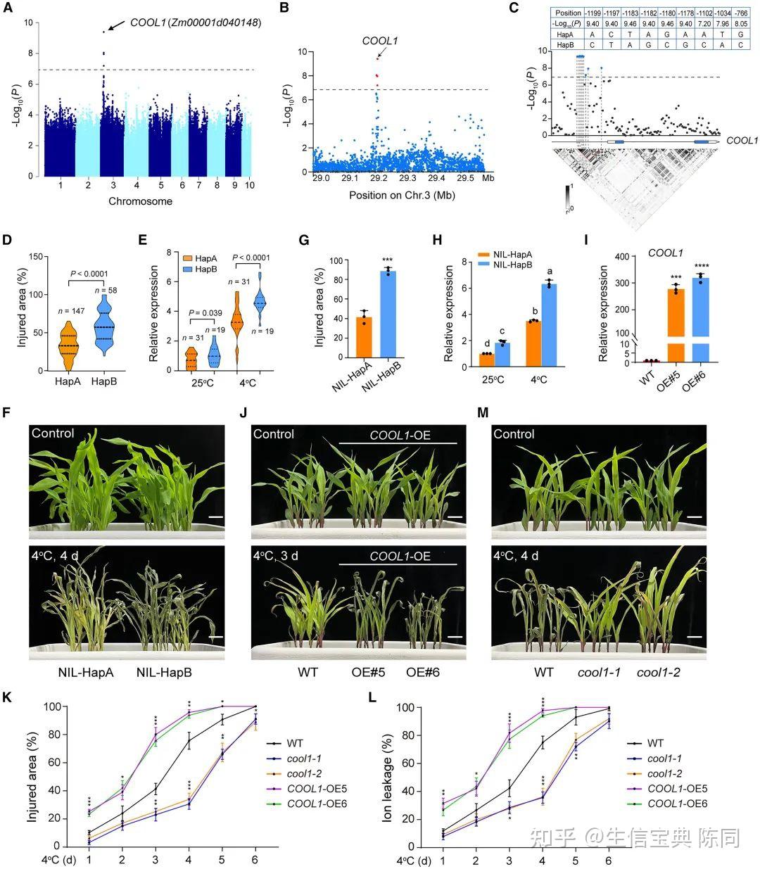 Cell | COOL1 基因的自然突变增强了玉米的耐寒性，以适应高纬度地区 中国农大 - 知乎