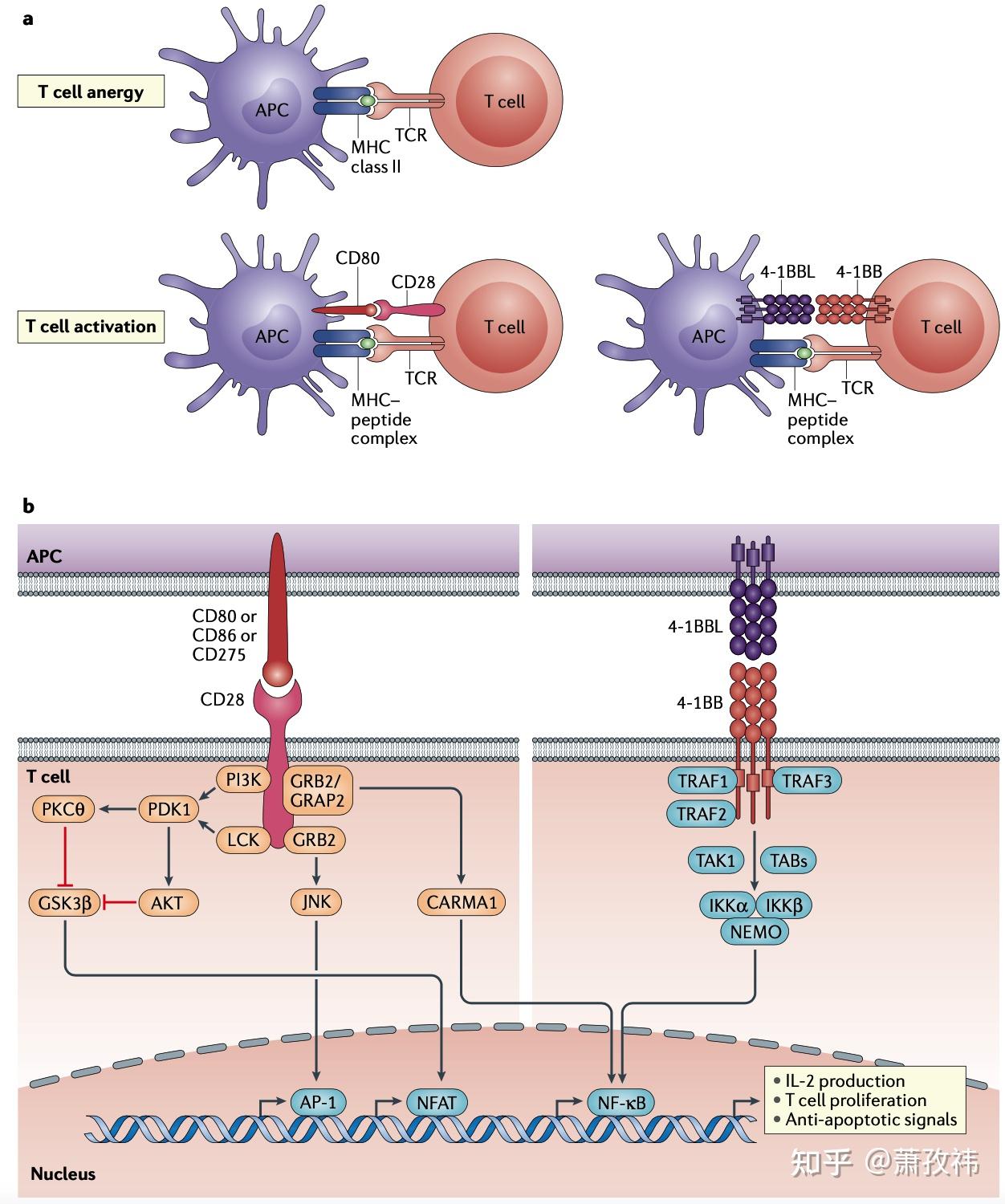 CD28 vs 4-1BB | 孰优孰劣？ - 知乎