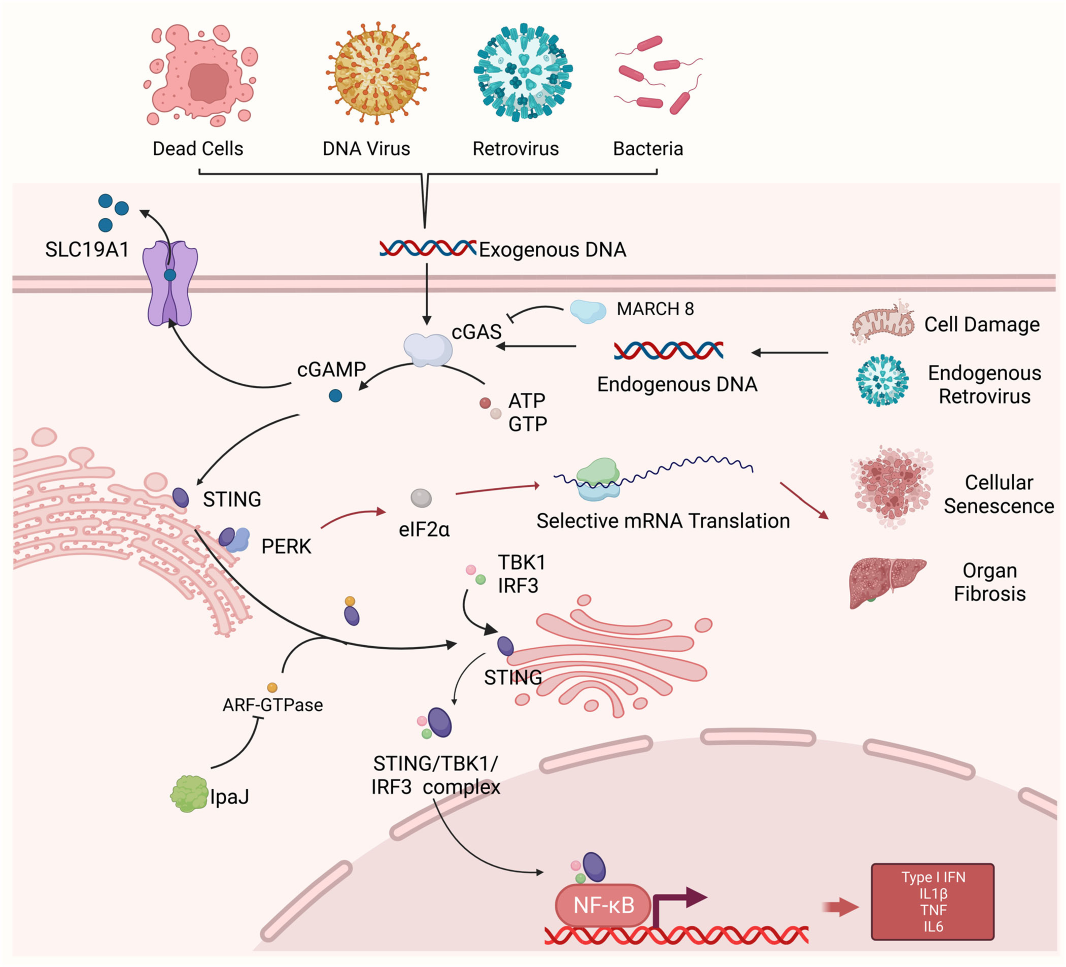 关于STING的问题，谁能解答一下？ - 知乎