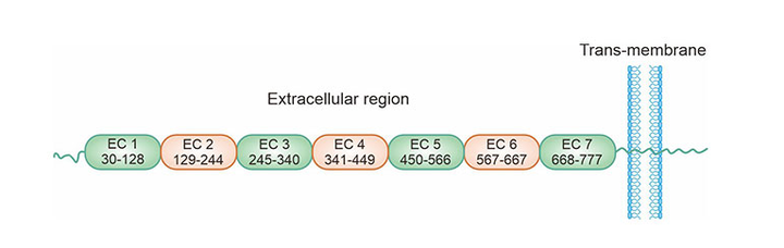 肠钙粘蛋白CDH17：单抗、双抗、CAR T“多管齐下”，胃肠道癌GIC重磅靶点！ - 知乎