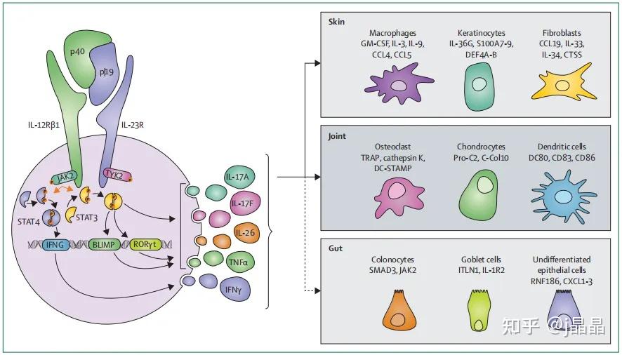 【全民共研】公开：IL-23小分子抑制剂筛选数据 - 知乎