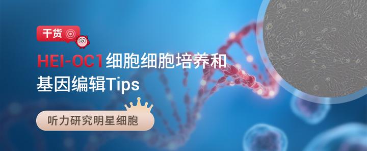 HEI-OC1细胞培养和基因编辑小技巧 - 知乎