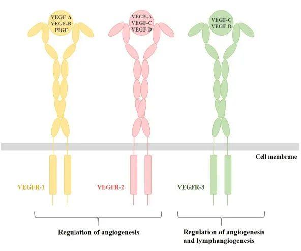 【AmBeed解读】VEGFR结构及其信号通路的研究 - 知乎