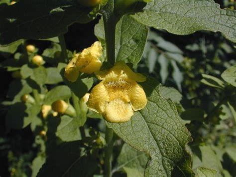 列当科Orobanchaceae：利用他者之营养壮大自身 - 知乎