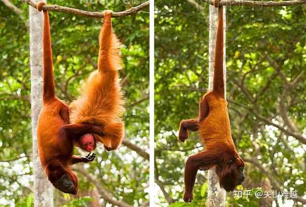 动物能完全控制尾巴吗？还是说尾巴只是一种反应性肢体？不同动物之间有差异吗？ - 知乎