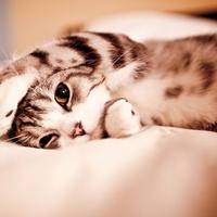 英伟达×DeepSeek-R1-FP4：AI算力革命的"核弹级"突破与技术深析 - 知乎