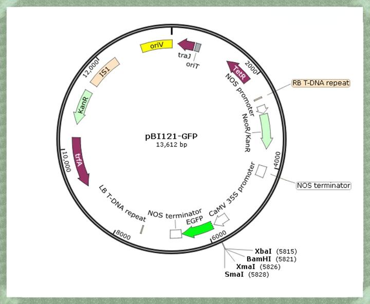 pBI121-EGFP Plant Expression Vector的简单介绍和应用领域【快速了解】 - 知乎