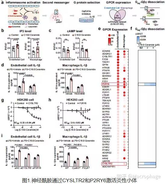 《Nature》：巨噬细胞和内皮细胞上的CYSLTR2 和 P2RY6 是神经酰胺 C16:0诱发炎症小体活化的内源性受体 - 知乎