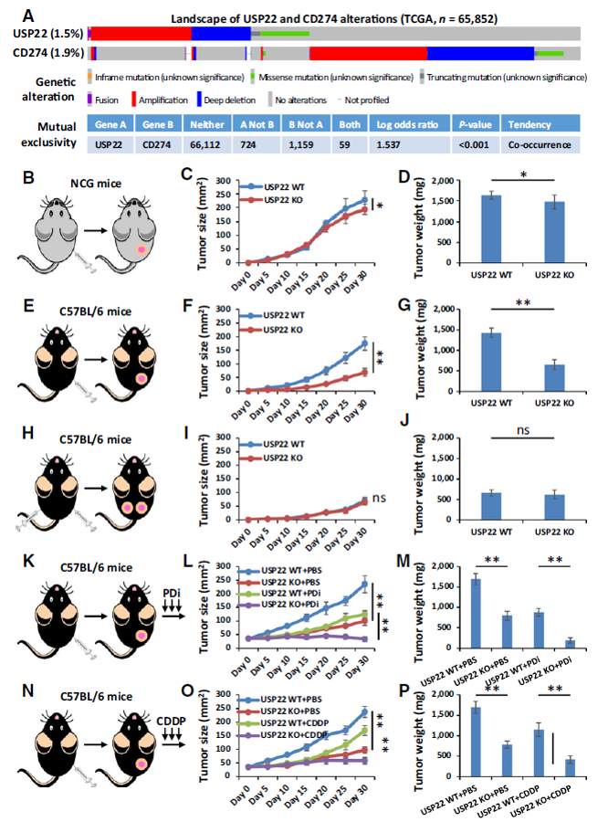 USP22去泛素化CD274以抑制抗癌免疫 - 知乎