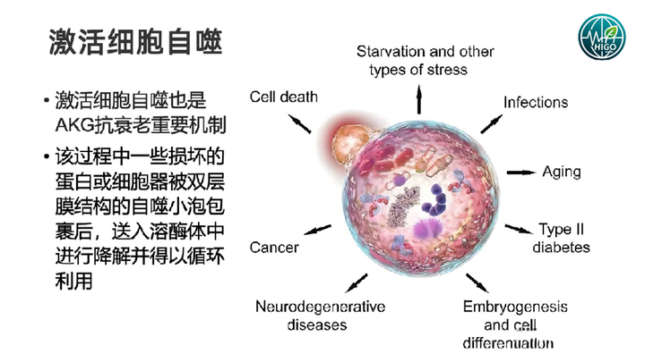 永春堂海购 GnAKG：开启抗衰逆龄新篇章 - 知乎