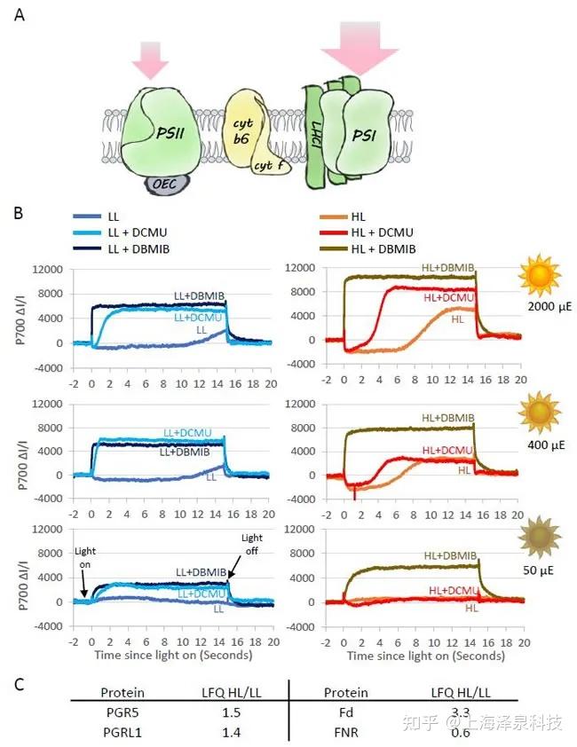 Dual-PAM-100│耐高光藻类的光保护机制可以不依赖NPQ - 知乎