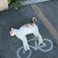 边缘盒子（Hi3559）AI算法（yolo）移植 - 知乎