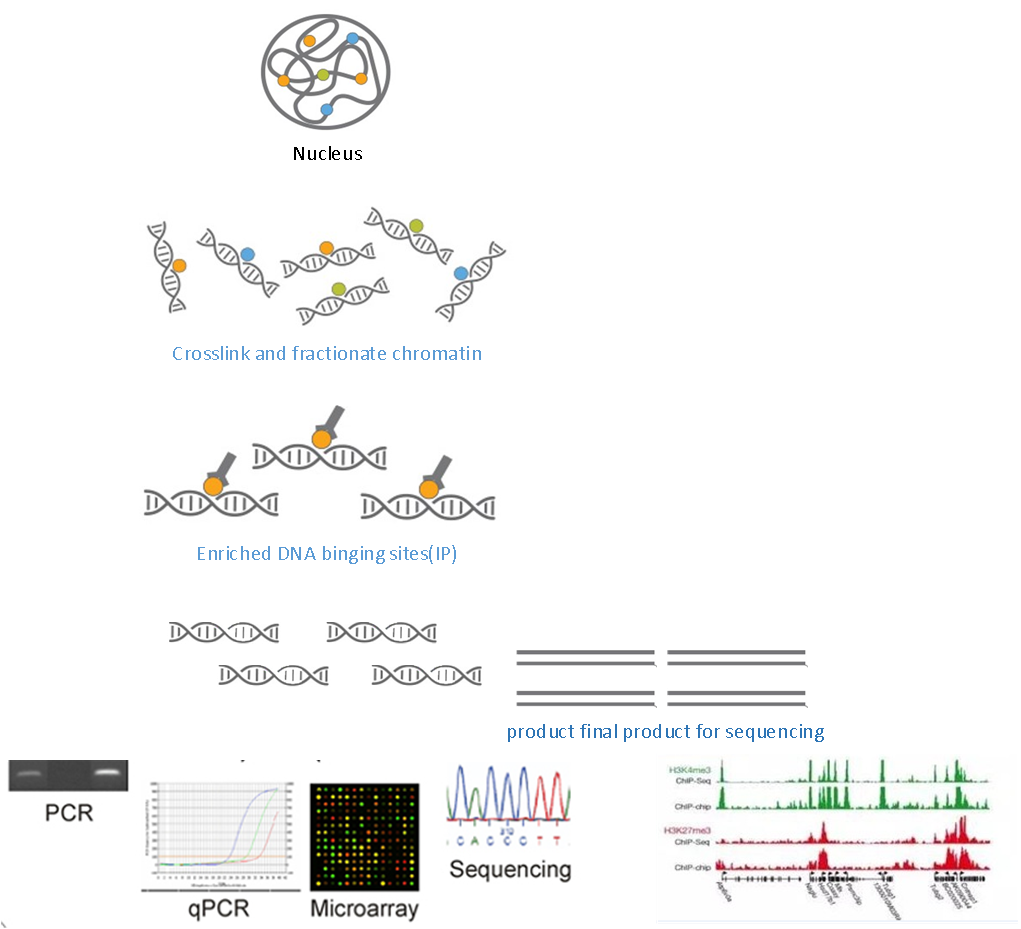 干货！如何验证转录因子与靶基因启动子互作？ - 知乎