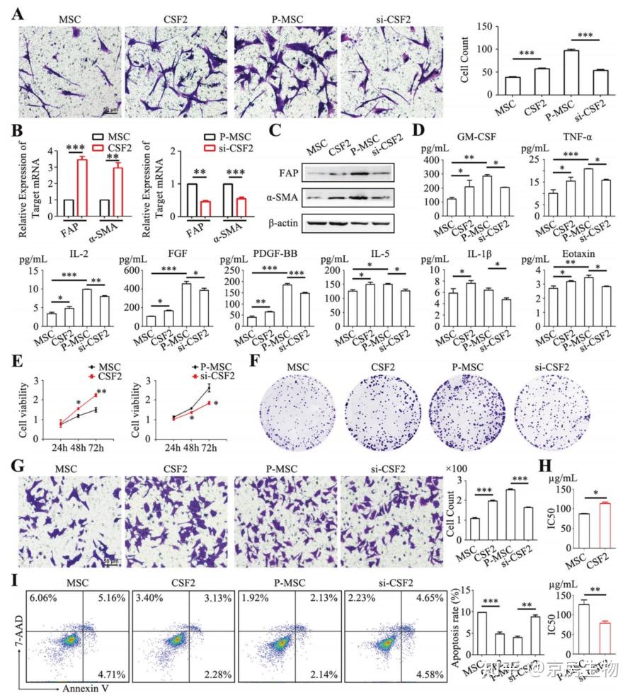 【文献解读】CSF2中IGF2BP2介导的m6A修饰可使MSC（间充质干细胞）重编程，从而促进胃癌进展 - 知乎