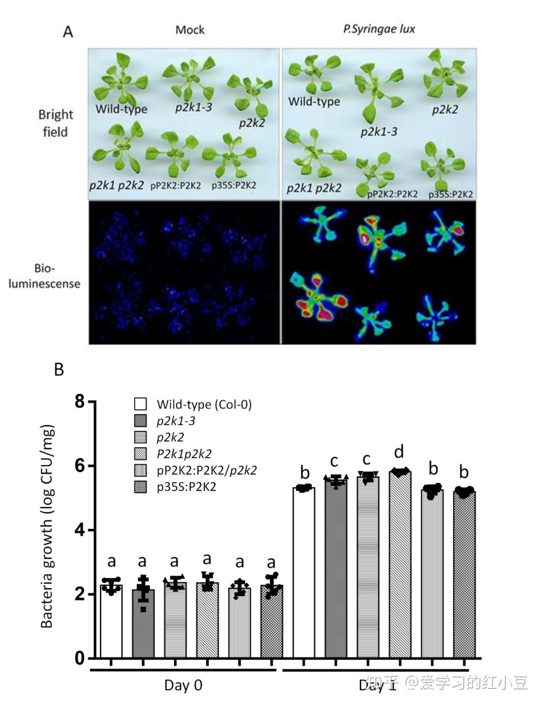 Plant Physiology | 拟南芥凝集素受体激酶P2K2是细胞外ATP受体 - 知乎