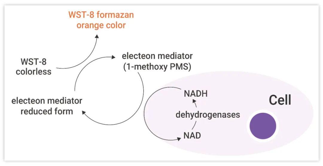 cck-8试验铺板96孔板，一般需要铺多少细胞？ - 知乎