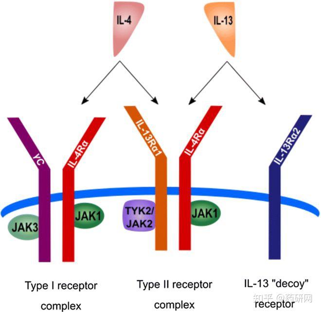 白细胞介素4(IL-4)你了解多少？ - 知乎