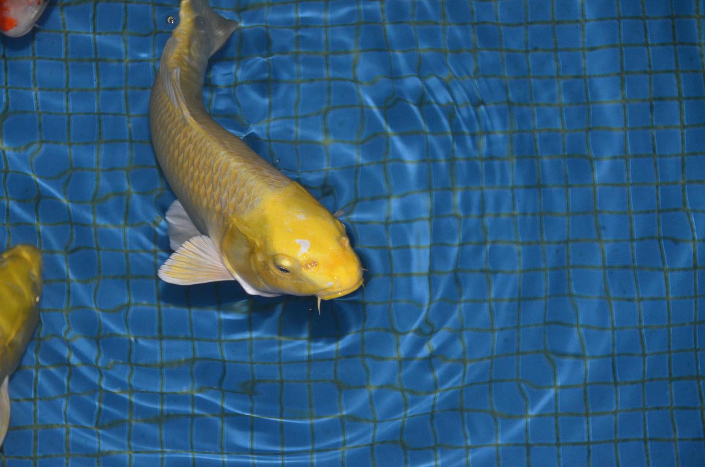 关于koi的一点看法 - 知乎