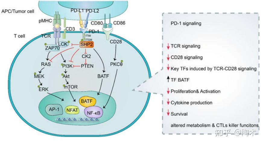 PD-1/PD-L1通路实现免疫逃逸的机制是什么？ - 知乎