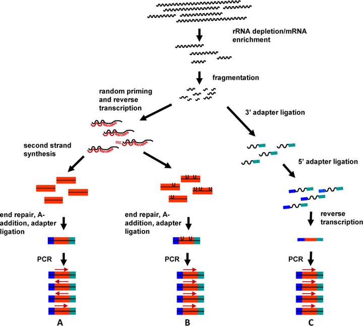 What is RNA-seq (RNA sequencing)？ - 知乎