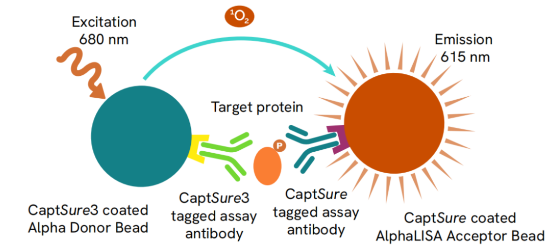 瑞孚迪 AlphaLISA 技术重磅升级！全新Biotin-Free版本彻底消除生物素干扰，性能不打折！ - 知乎