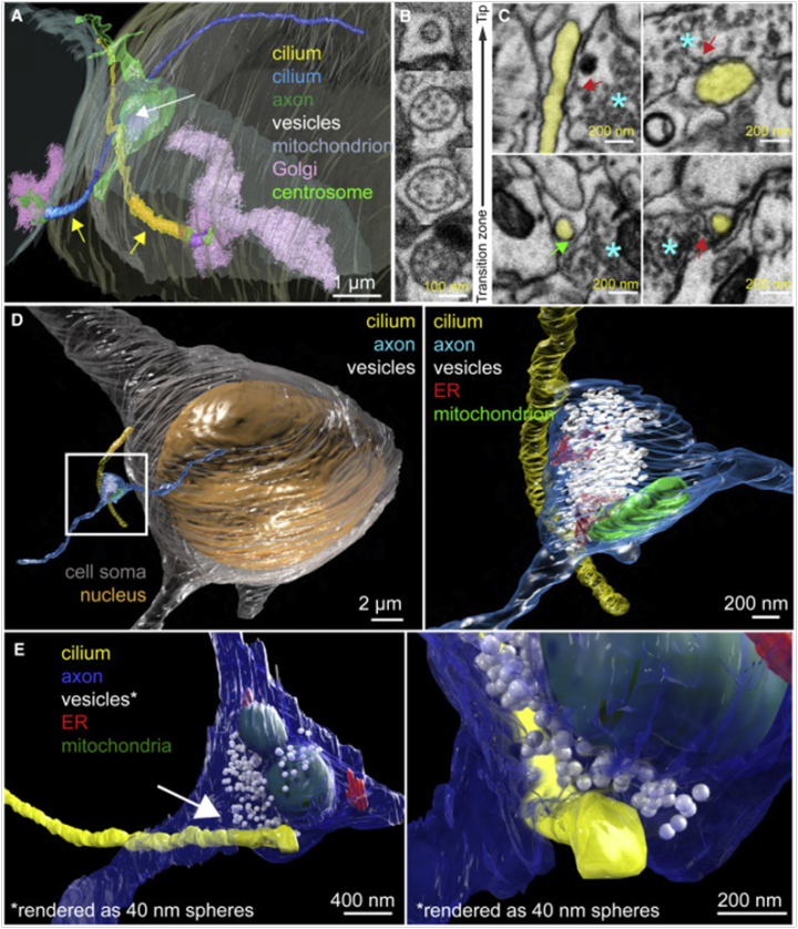 2022年Cell期刊精华汇总 - 知乎