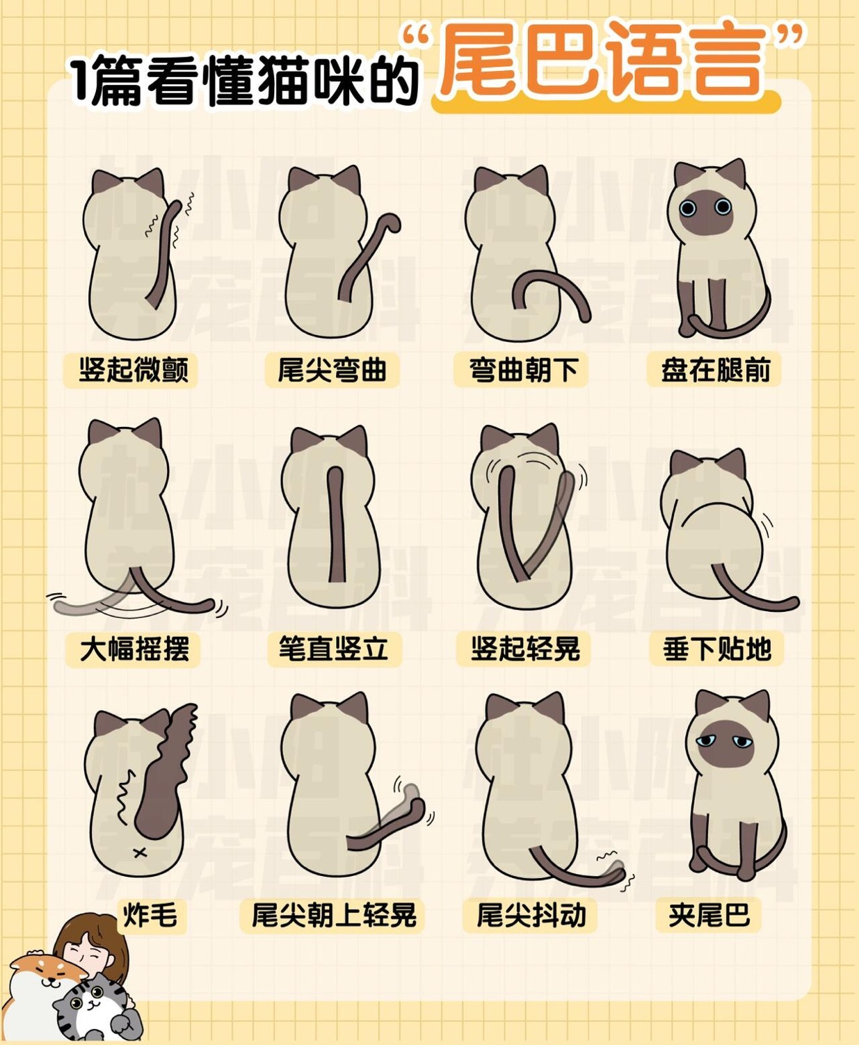 猫咪尾巴状态图解，一篇看懂猫尾巴含义！ - 知乎