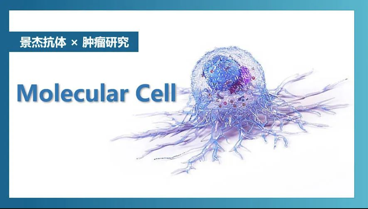 Mol Cell | 张志刚/王旭团队揭示5-羟色胺化修饰促进CD8+T细胞抗癌新机制 - 知乎