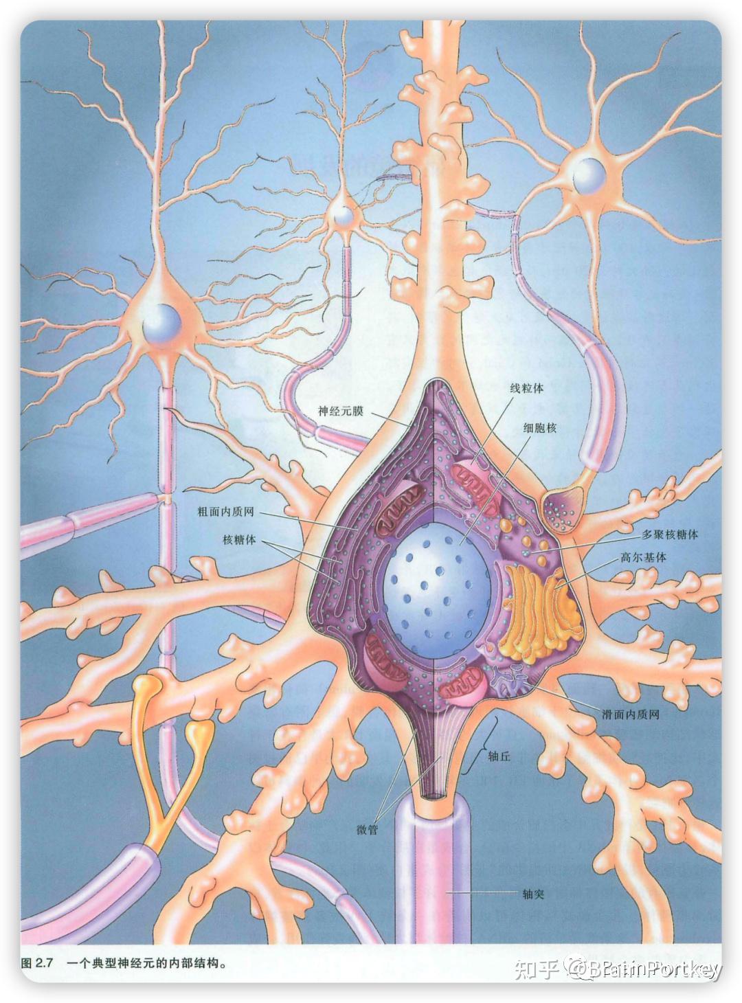 【神秘脑域 01】卡哈尔和高尔基，谁才是神经元之父？ - 知乎
