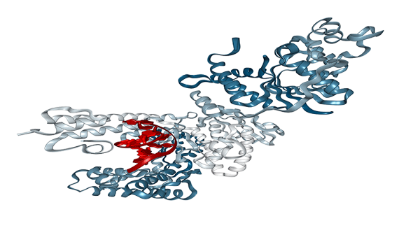 重组抗小鼠PD-L1小鼠IgG2a-LALAPG Kappa单克隆抗体(克隆号10F.9G2.1) - 知乎
