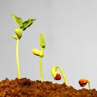 yahs运行问题解决：[I::dump_links_from_bam_file] 197 million records processed ...