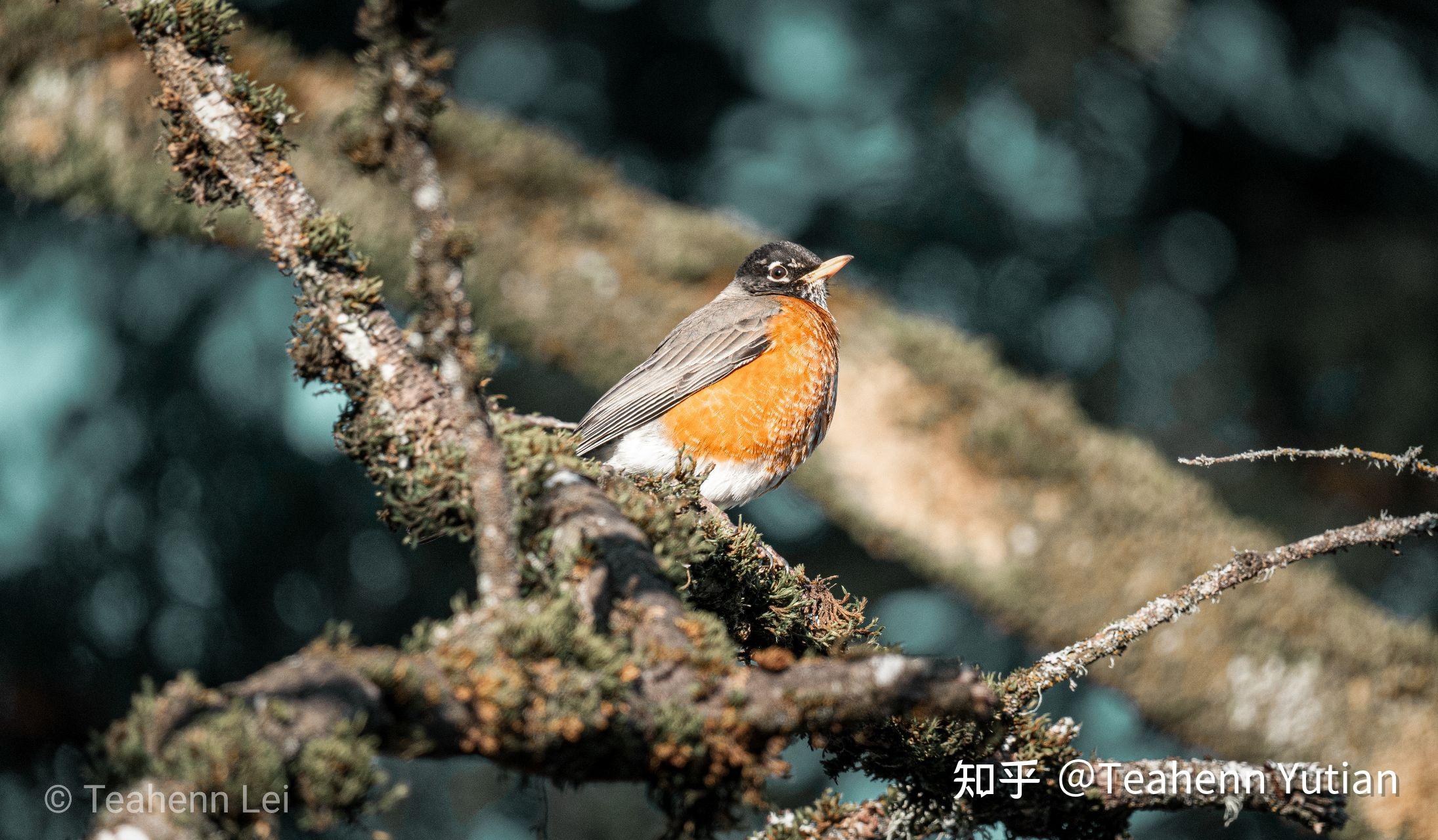 请问索尼70-200f4和索尼70350G哪个头更好一些？ - 知乎