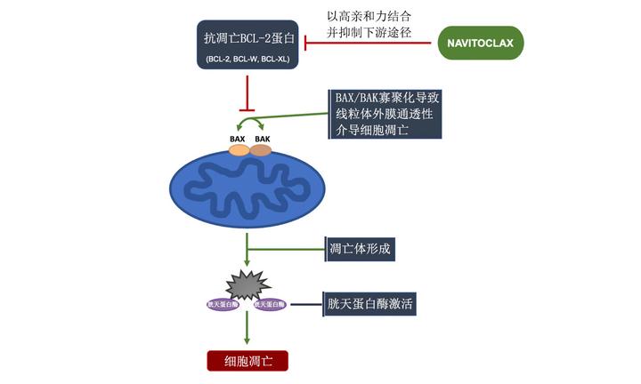 骨髓纤维化在研新药Navitoclax联合用药2期研究：具有抗纤维化活性 - 知乎