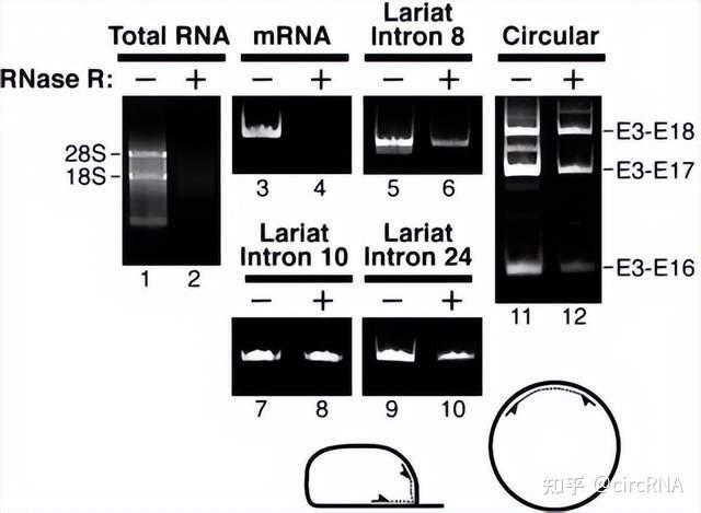 “下一代RNA疫苗”大门的关键之钥——RNase R - 知乎