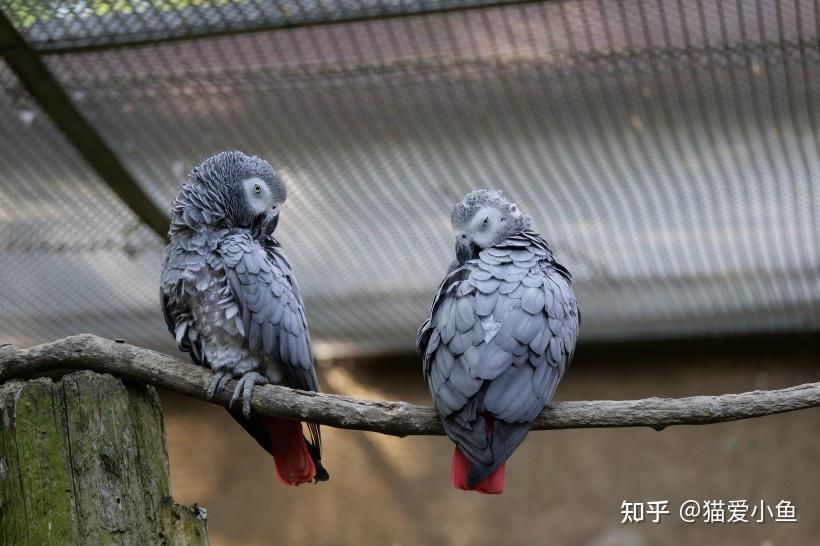 金刚鹦鹉感冒了怎么治疗？ - 知乎