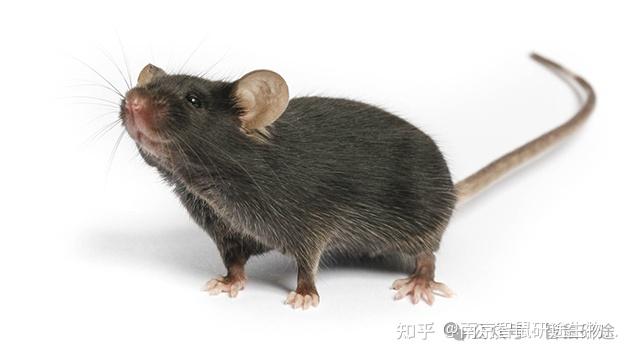 转基因鼠 | OT1小鼠介绍 - 知乎