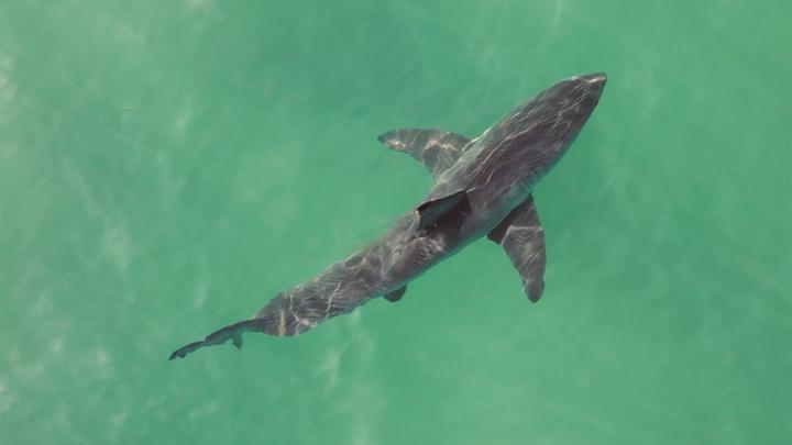 Cops save life of juvenile shark（警察拯救幼鲨的生命） - 知乎