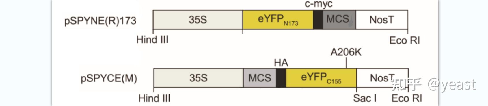 双分子荧光互补怎么做？有什么用？ - 知乎