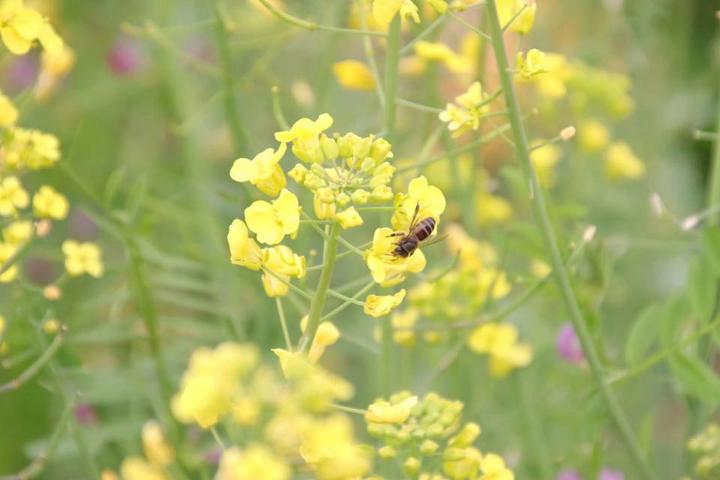 D2. 388535 (Hard Version) - 知乎