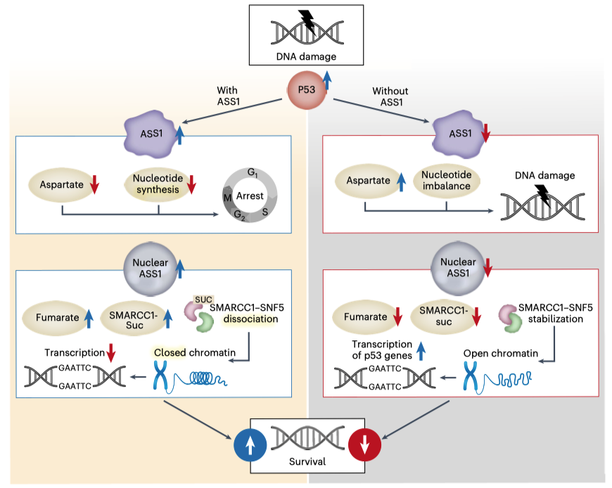 Nature Metabolism丨ASS1通过p53减少DNA损伤从而促进肿瘤的发生 - 知乎
