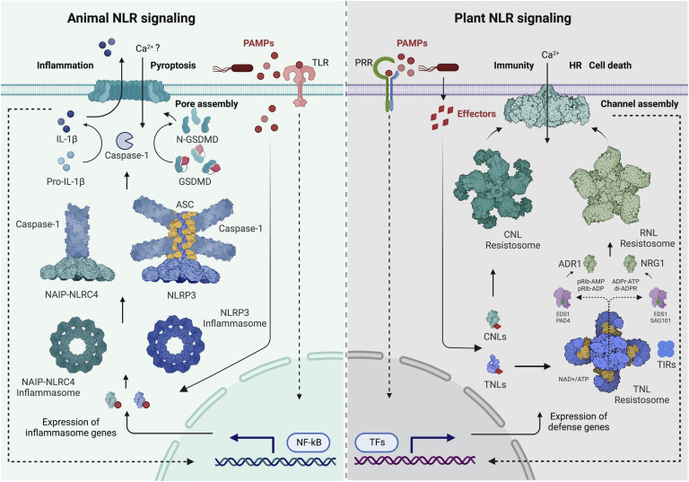 Mol Plant | 柴继杰教授综述植物NLRs的结构、生化功能及信号传导机制 - 知乎
