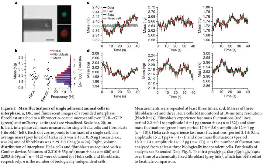 Inertial picobalance reveals fast mass fluctuations in mammalian cells - 知乎