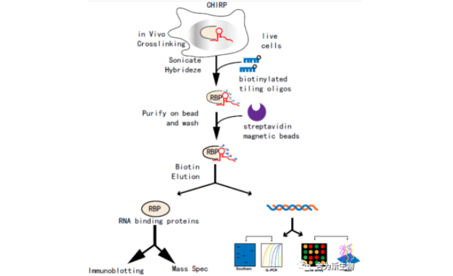干货分享|免疫共沉淀（ChIRP）实验原理及报告解析 - 知乎