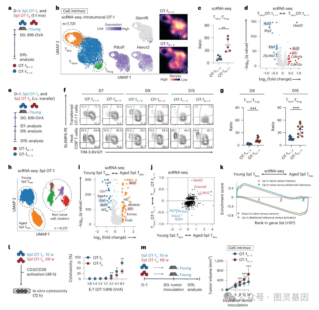 Nat Immu | 哈佛医学院发现衰老肿瘤微环境限制T细胞抗肿瘤免疫机制 - 知乎